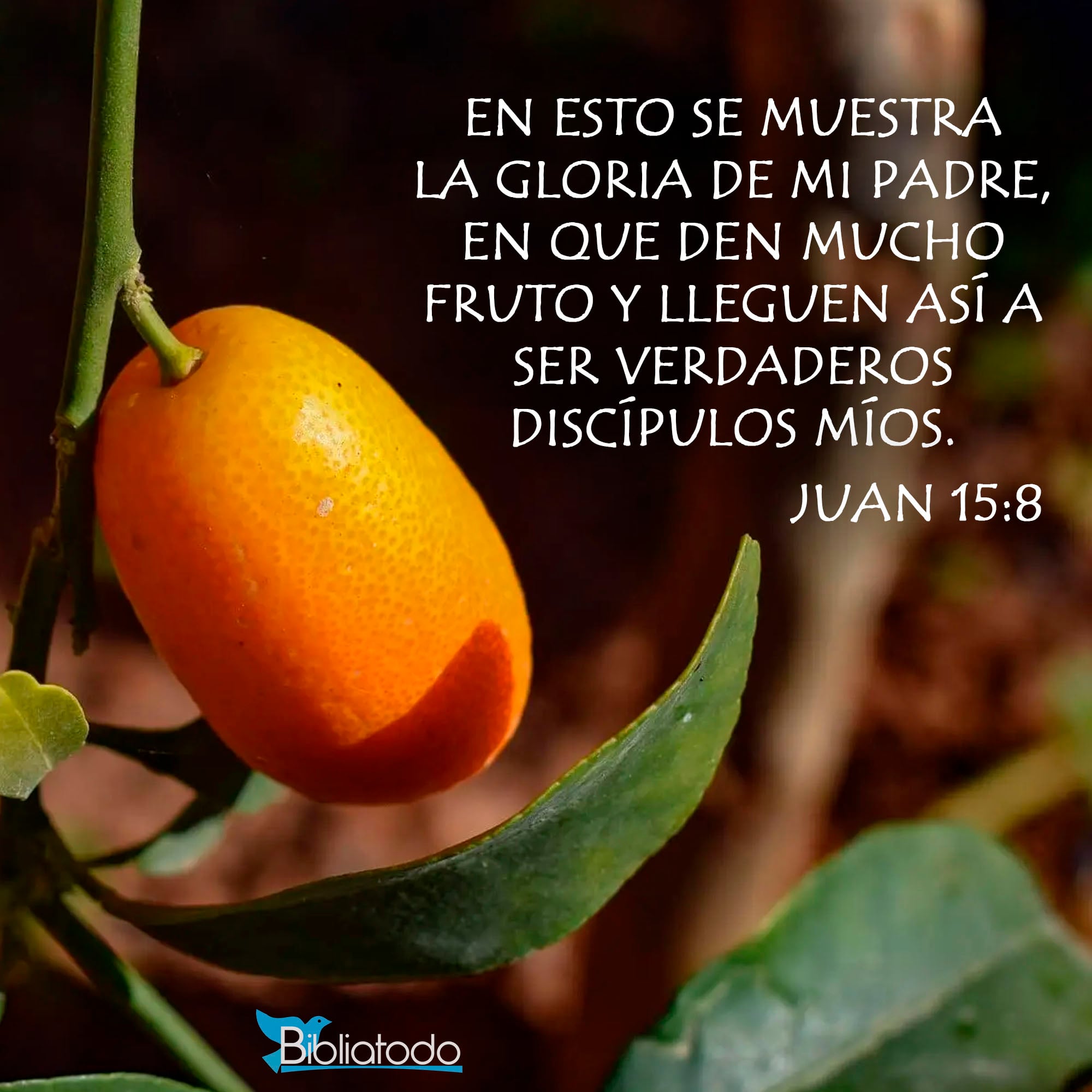 Fuimos llamanos para llevar muchos frutos - IMAGENES CRISTIANAS