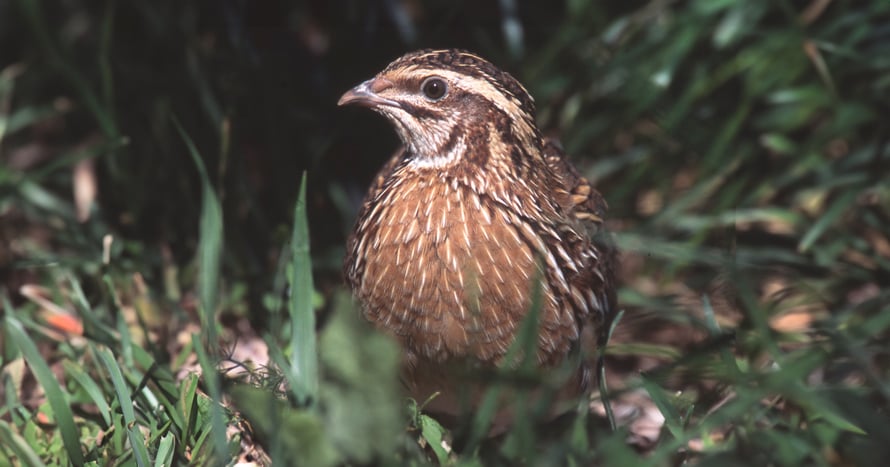 ¿Qué eran las codornices mencionadas en la Biblia?