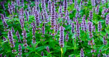 ¿Qué es el hisopo? ¿Para qué se usaba el hisopo en la Biblia?