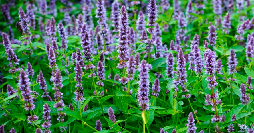 ¿Qué es el hisopo? ¿Para qué se usaba el hisopo en la Biblia?