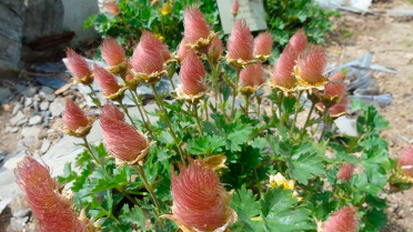 ¿Qué es la Rosa de Sarón?