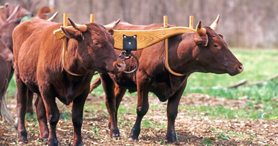 ¿Qué significa yugo en la Biblia?