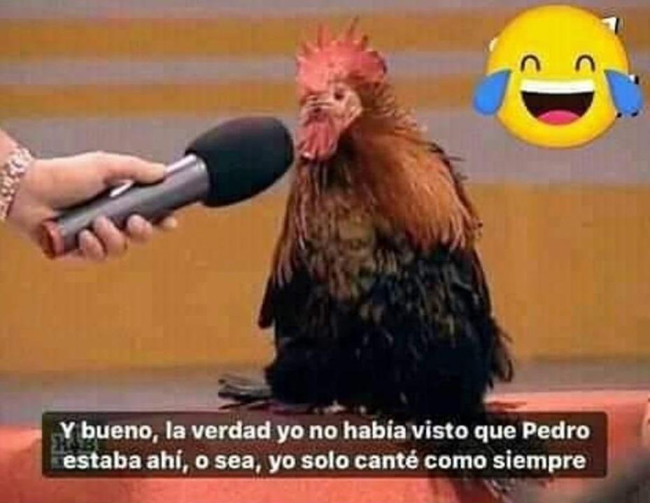 El Gallo Memes El Gallo Más Gallo Nicaragua ¡Viernes De Memes!