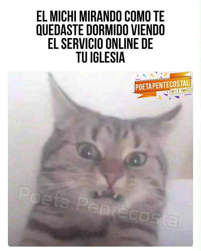 El michi mirando como te quedaste dormido viendo el servicio online de ...